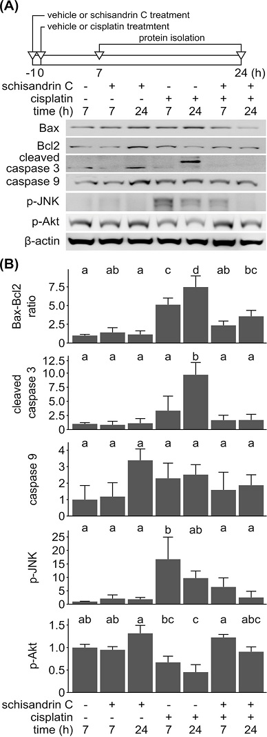 Schisandrin C Protects YD-38 Cells from Cisplatin-induced Cell Death by ...