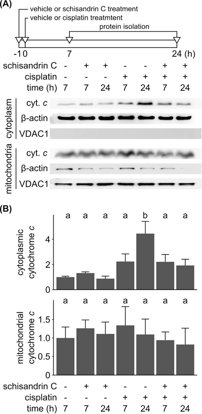 Schisandrin C Protects YD-38 Cells from Cisplatin-induced Cell Death by ...