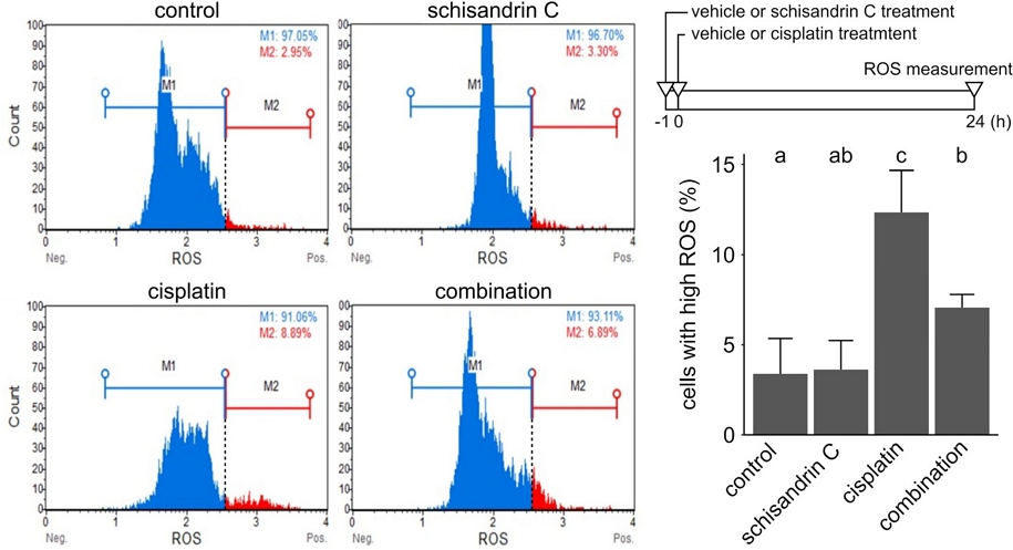 Schisandrin C Protects YD-38 Cells from Cisplatin-induced Cell Death by ...